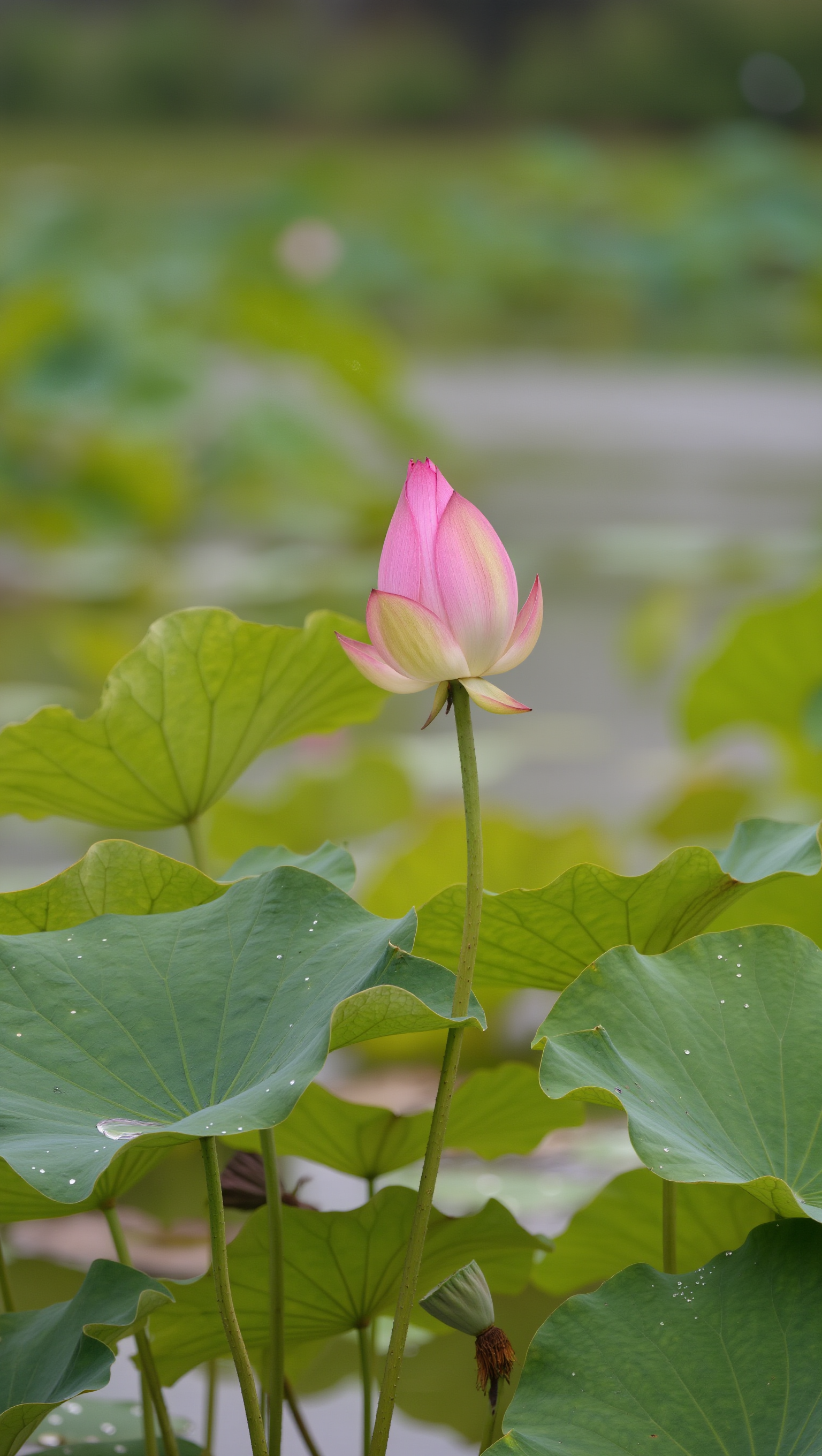 Lotus Flower River Background Unopened Blossom | AI Image