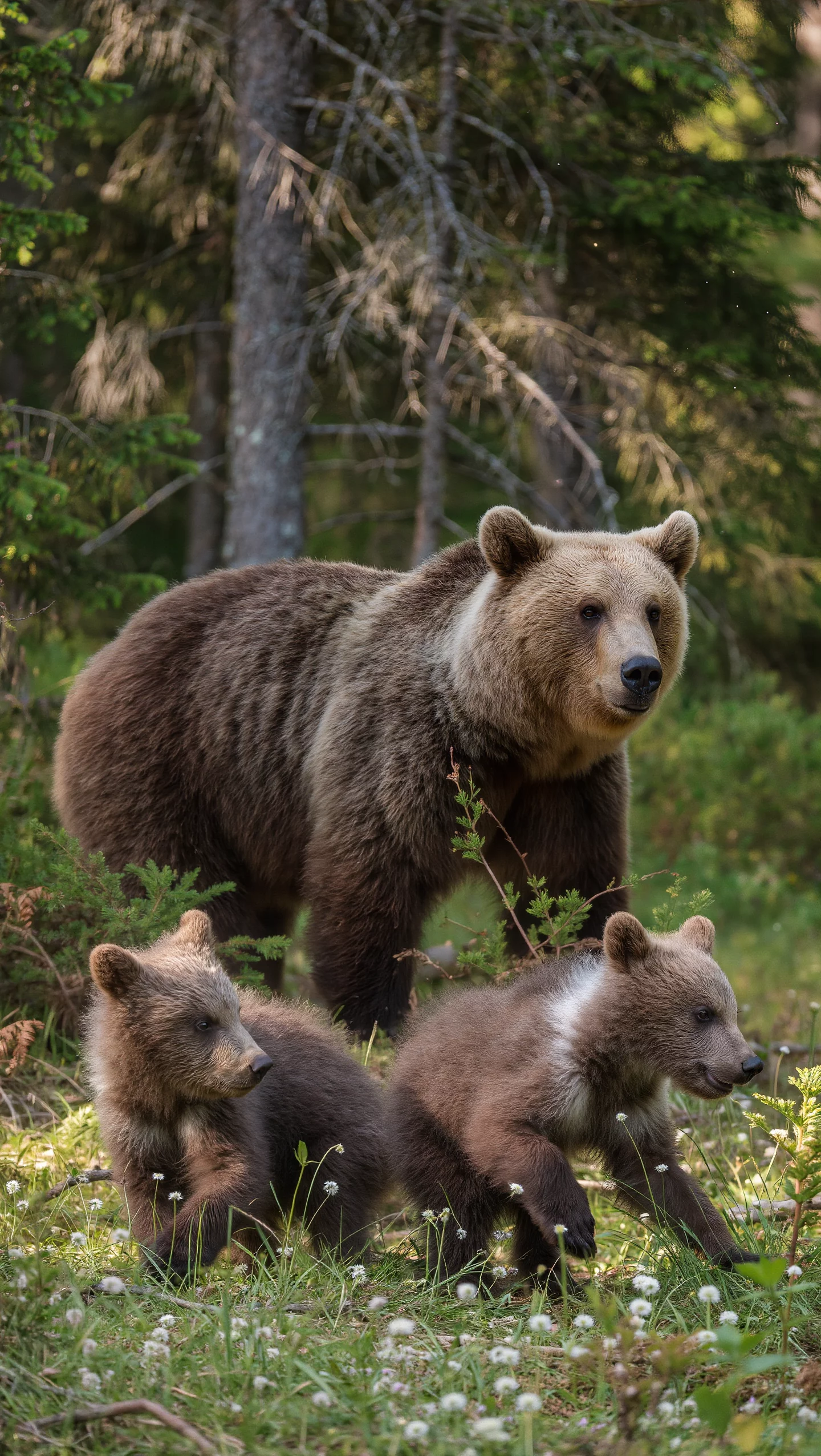 Mother Bear And Cubs In Summer Taiga Cinematic 35mm Film Effect | AI Image